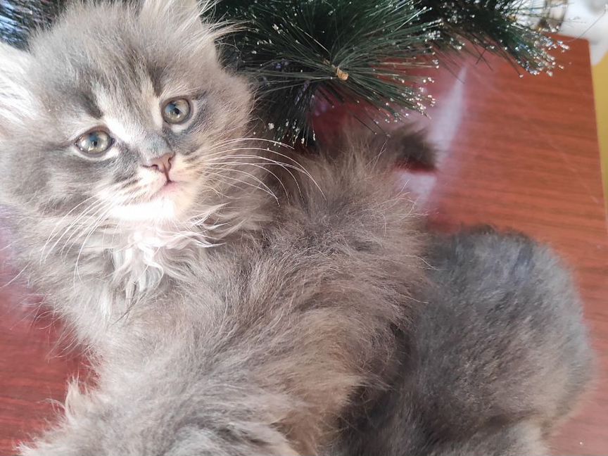 Котики в дар