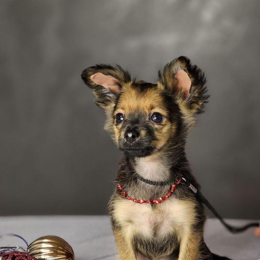 Миниатюрная девочка русский той