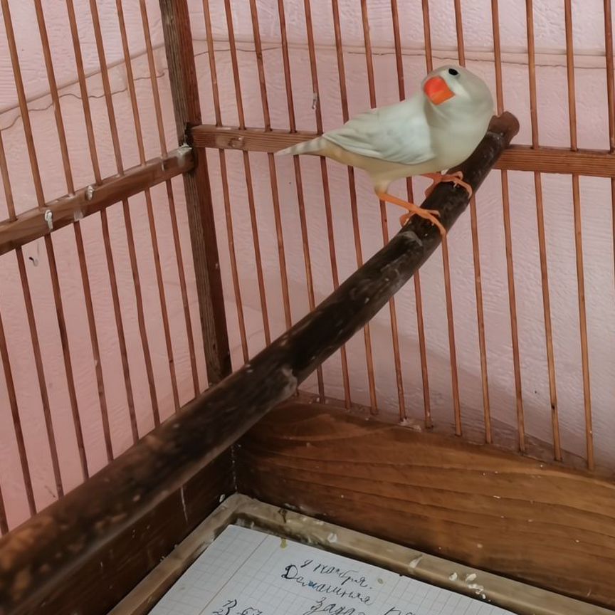 Самка амадина