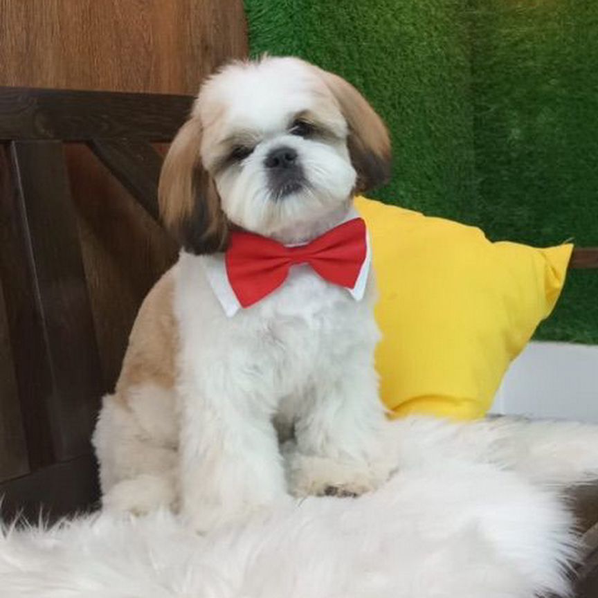 Ши-тцу, щенок