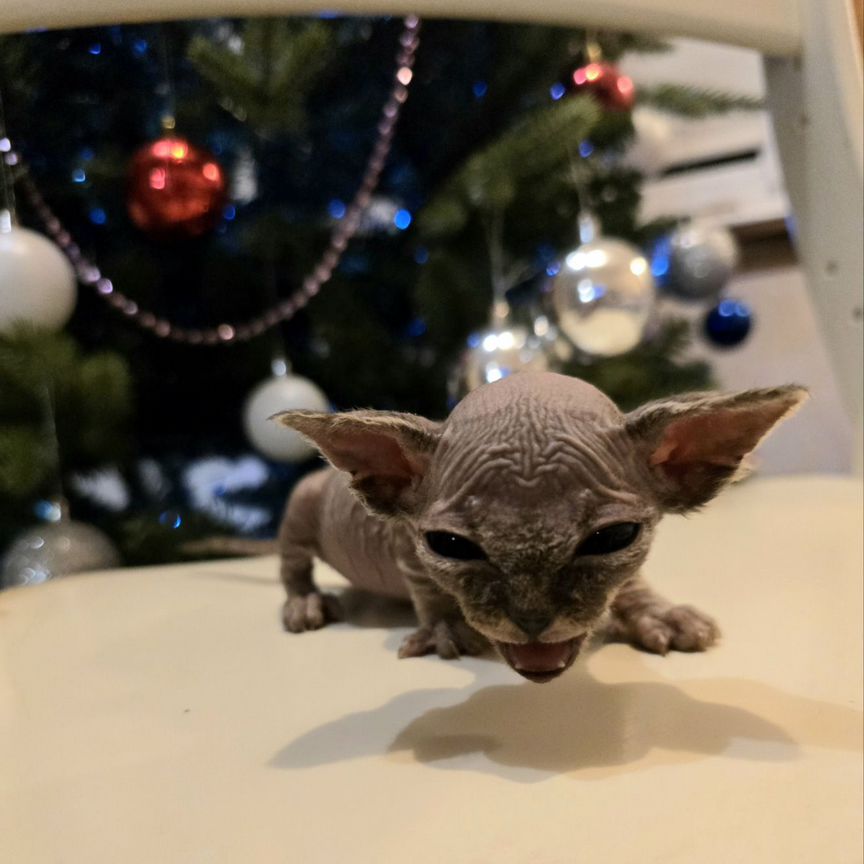 Канадский сфинкс девочка