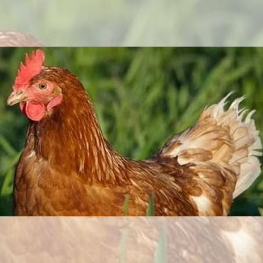 Куры несушки ломан браун
