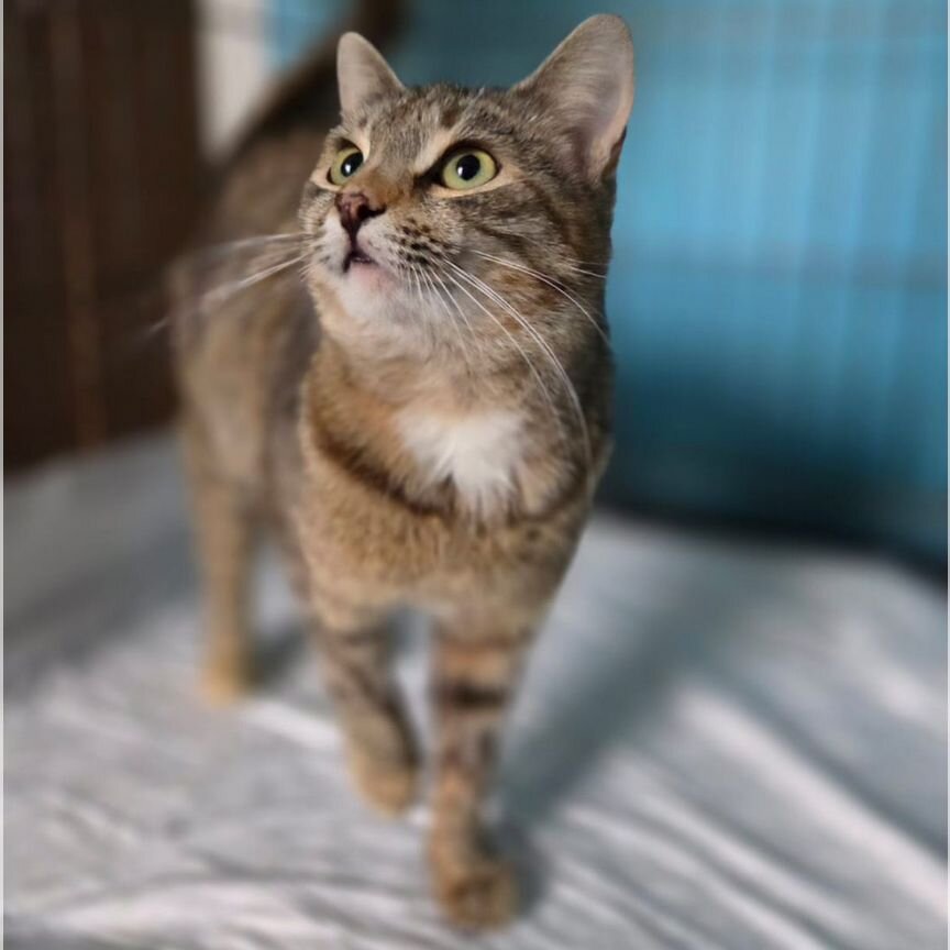 Котята в добрые руки бесплатно
