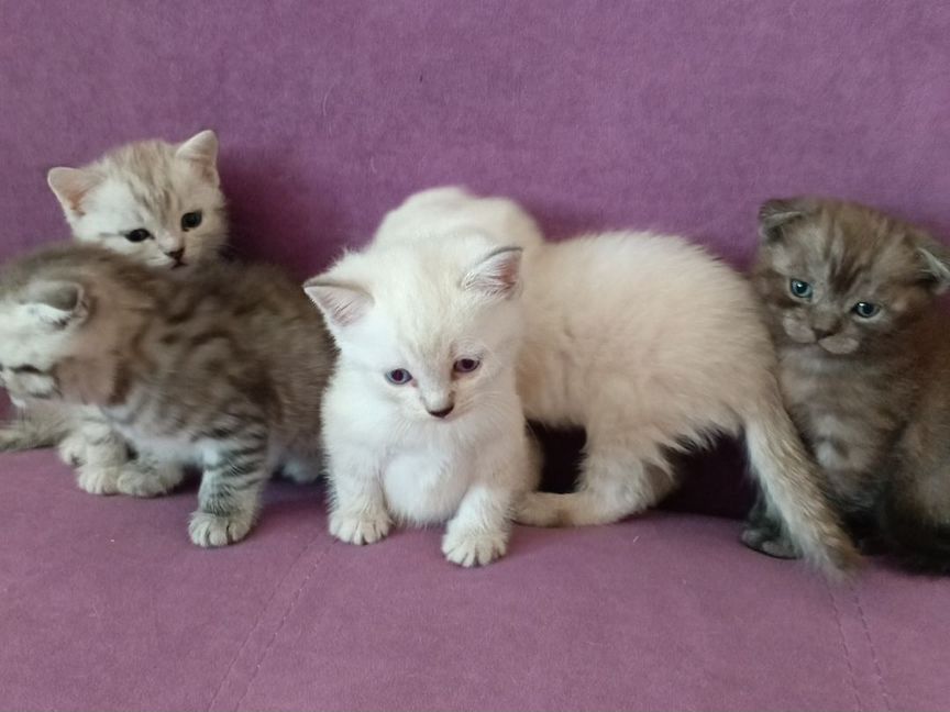 Шотландские вислоухие котята