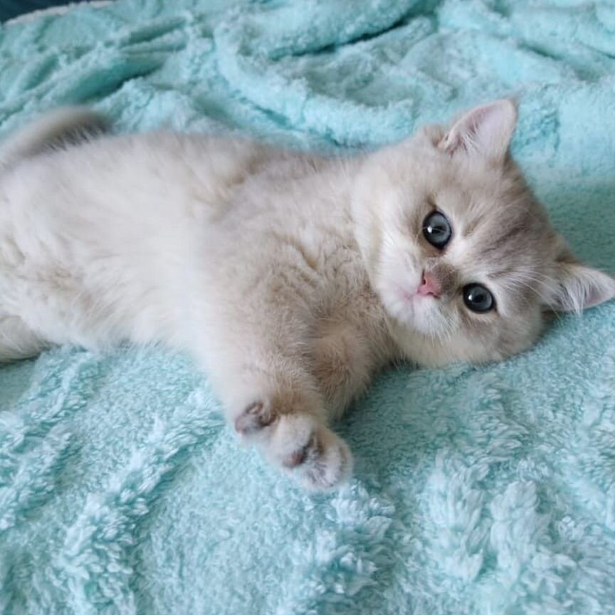 Британский короткошёрстный котёнок
