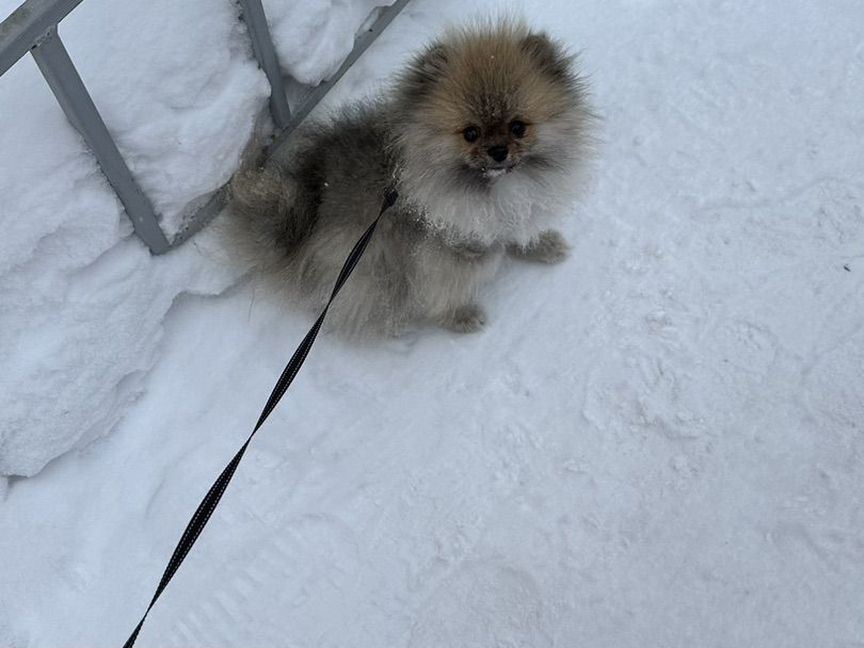 Продам собаку щпиц