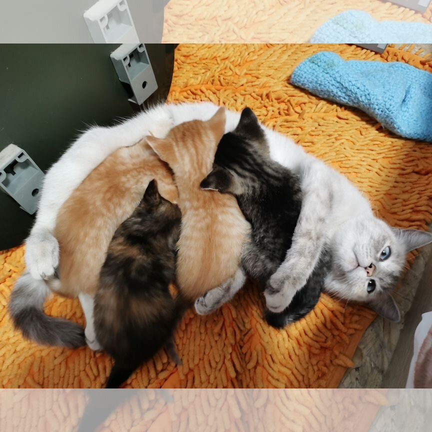 Котёнок в добрые руки