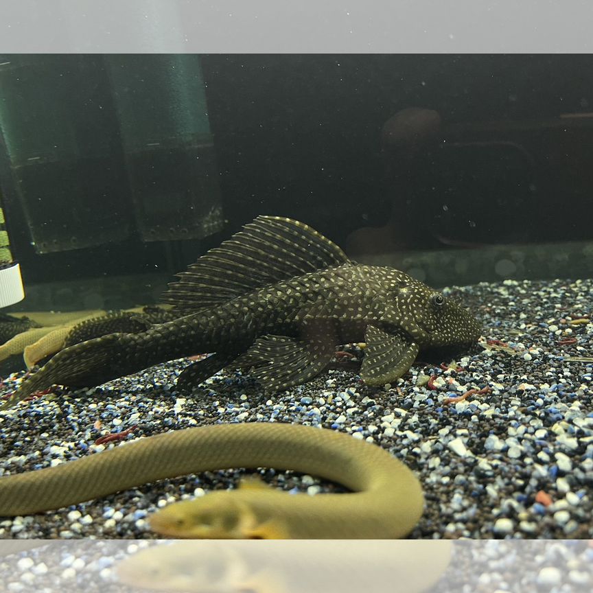 Парчевый сом