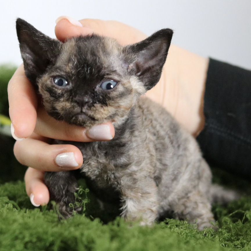 Девон-рекс котёнок