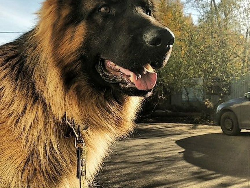 Длинношерстный кобель немец для вязки