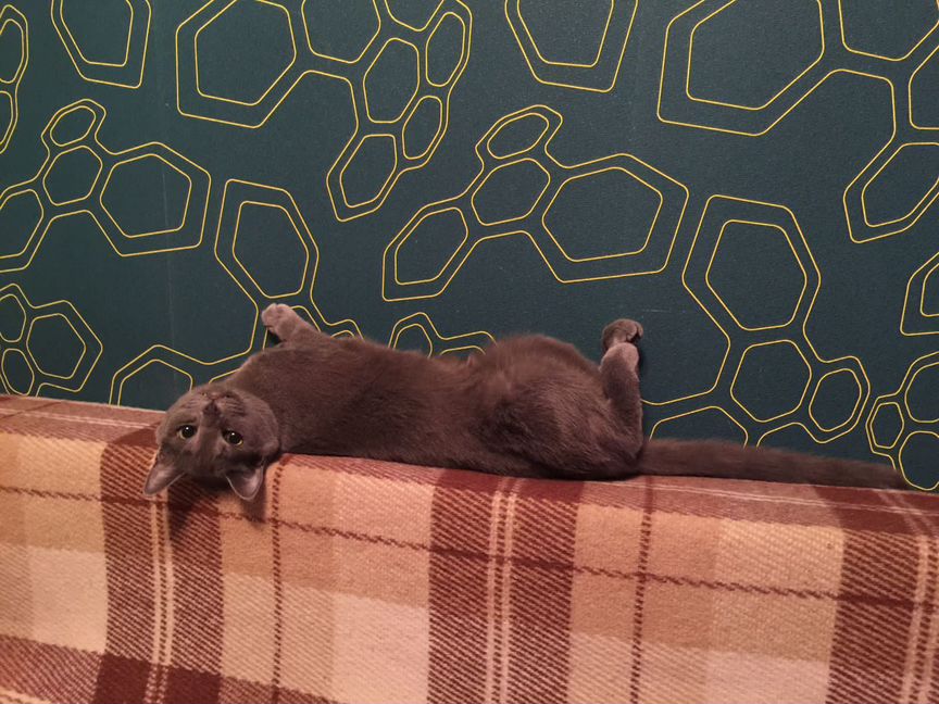 Кошка ищет дом