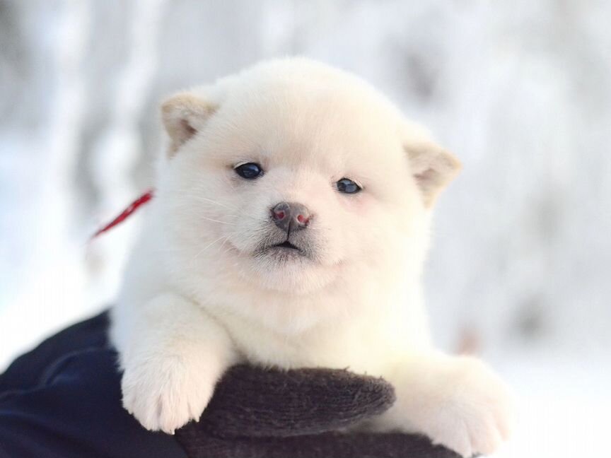 Акита сиба ину белый мальчик