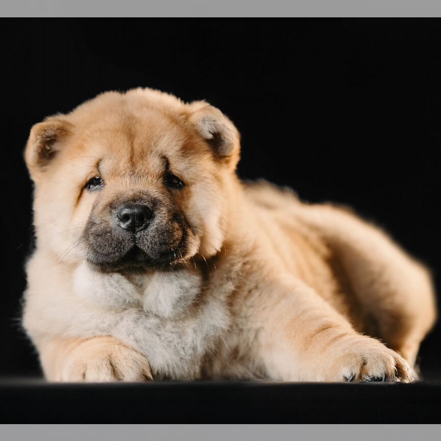 Чау-чау, щенок