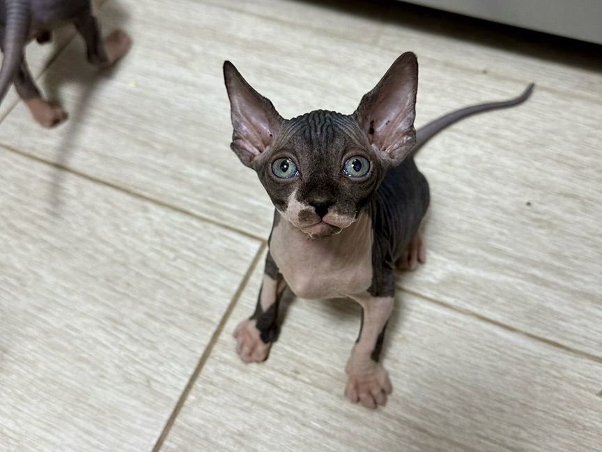 Канадский сфинкс котята 3шт