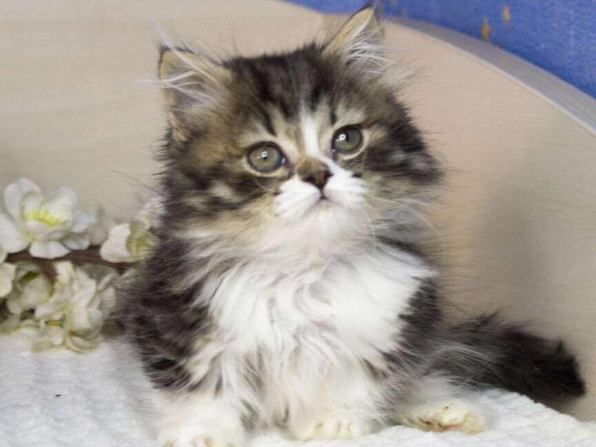 Котята манчкин