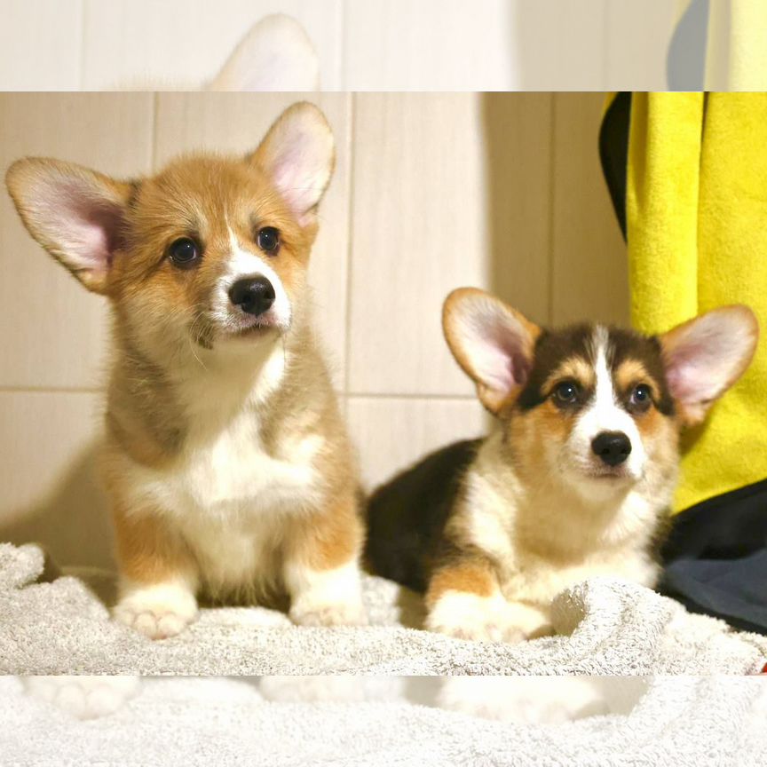 Вельш Корги Пемброк, щенок