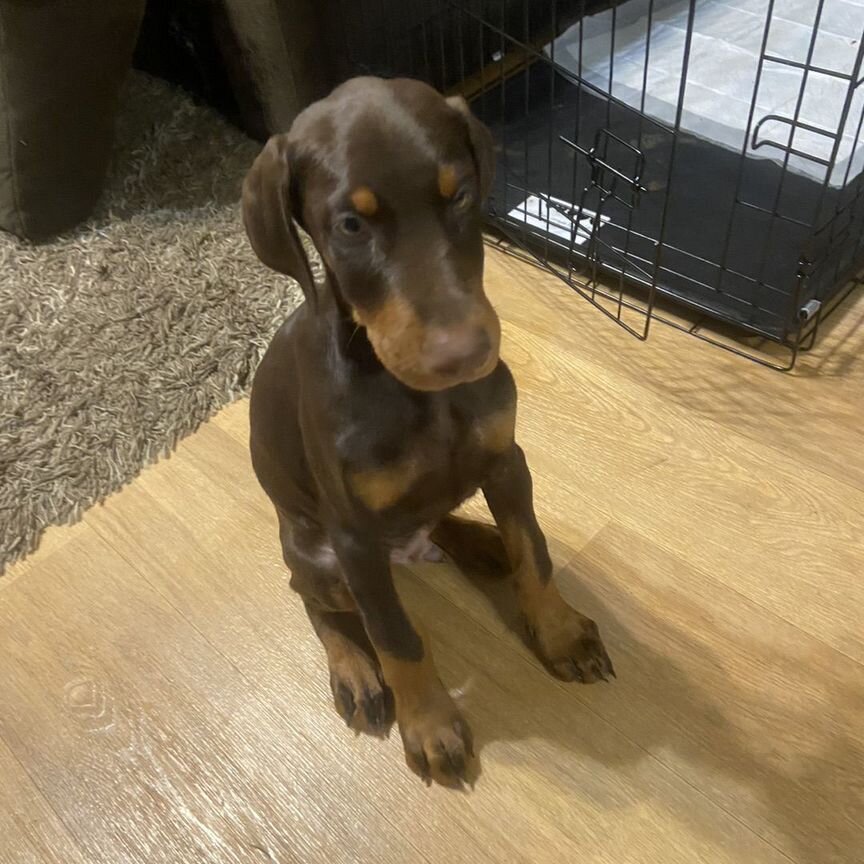 Доберман мальчик щенок