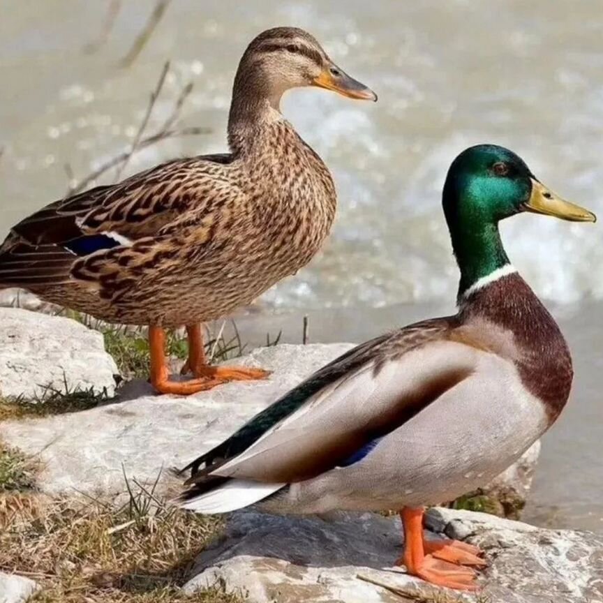 Утки дикие дичь