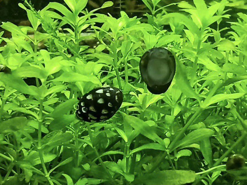 Теодоктусы, аквакультура