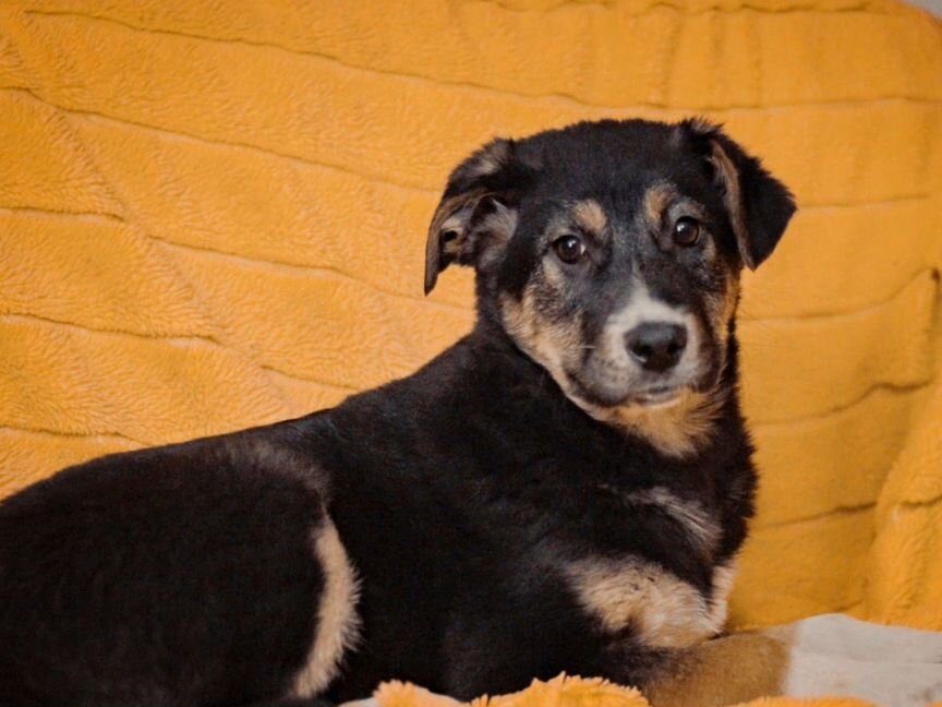 Умная щеня в дар