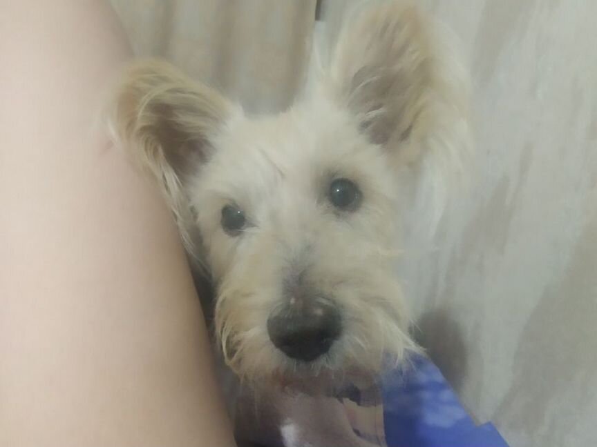 Бэнджи - скай терьер мальчик в доьрые руки