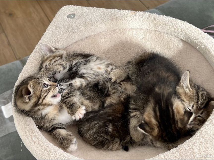Шотландские котята
