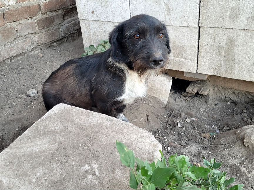 Маленький бородатик в отлове