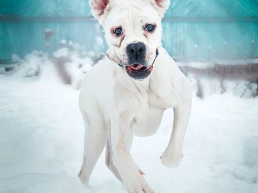 Отдам боксера