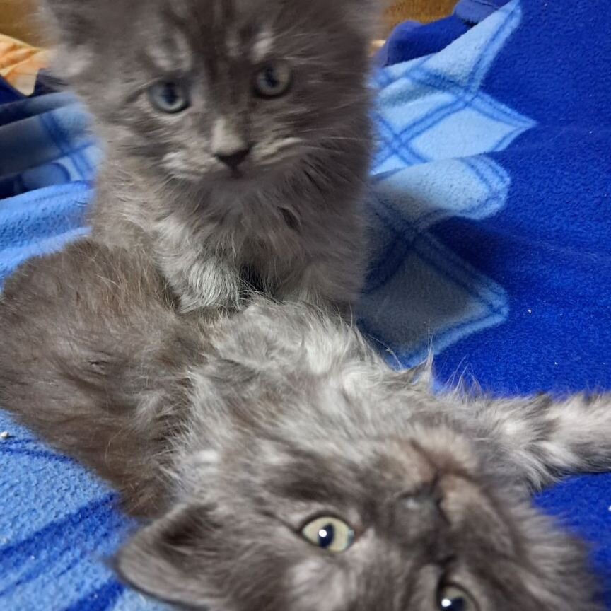 Котята мейн-кун