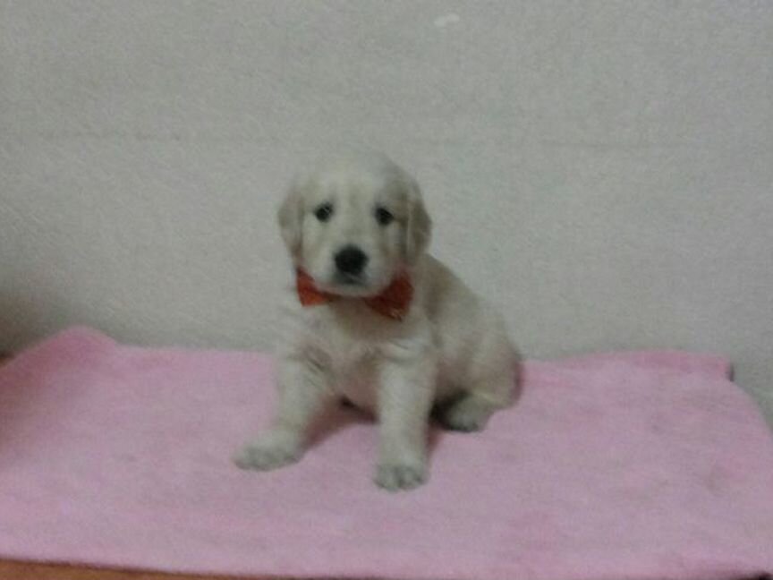 Золотистый ретривер