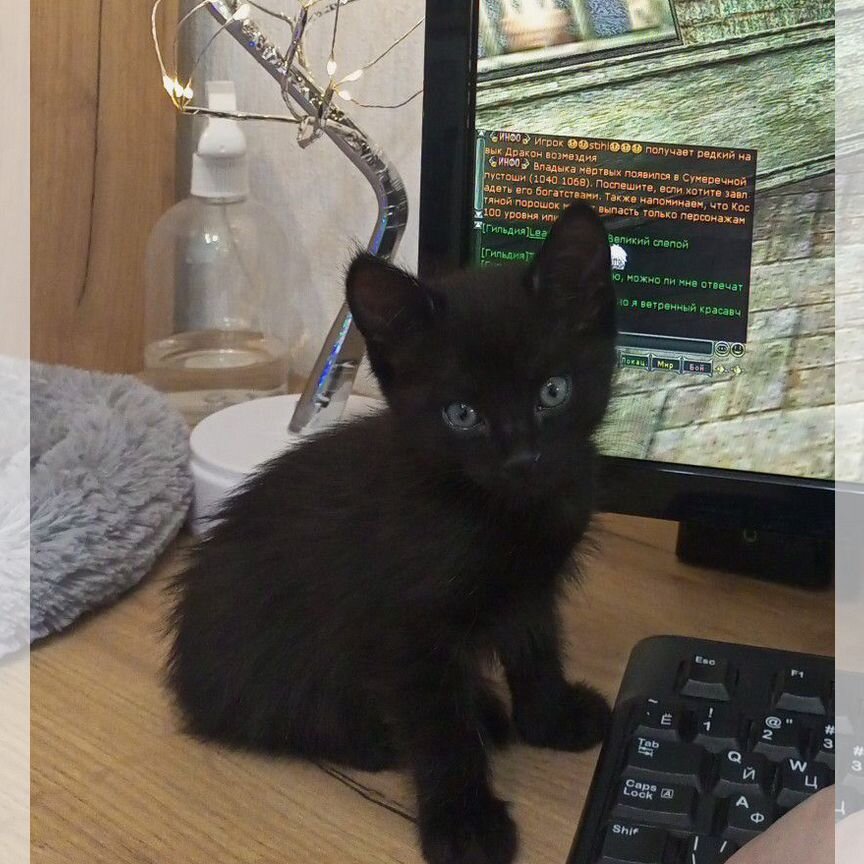 Котёнок в добрые руки