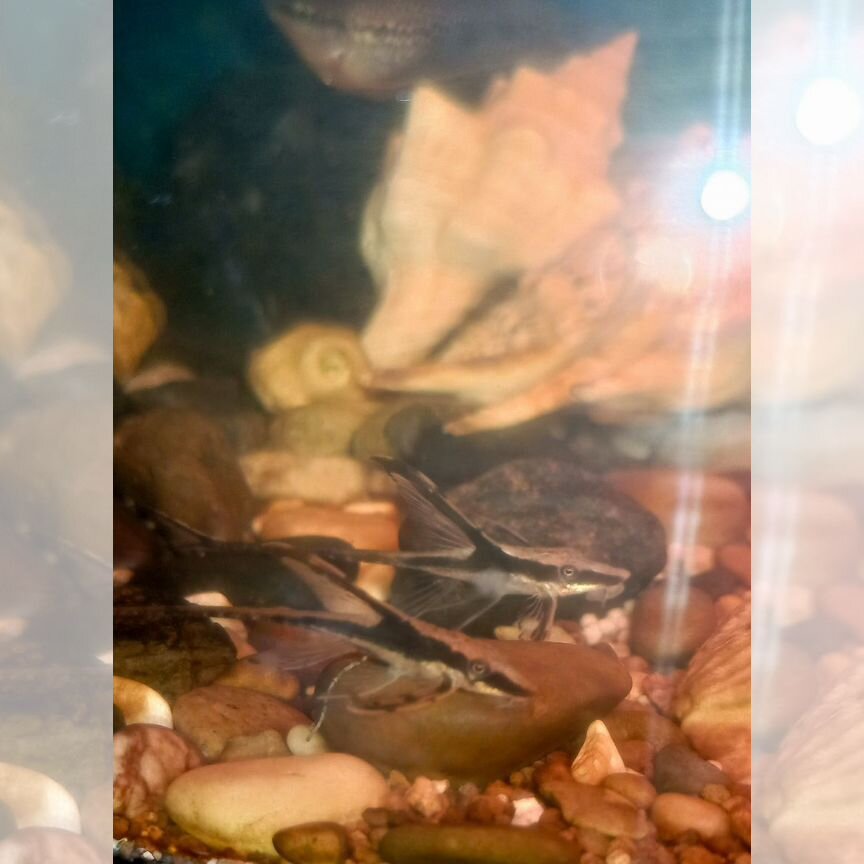 Гурами жемчужный, стурисома панамская, анцитрус