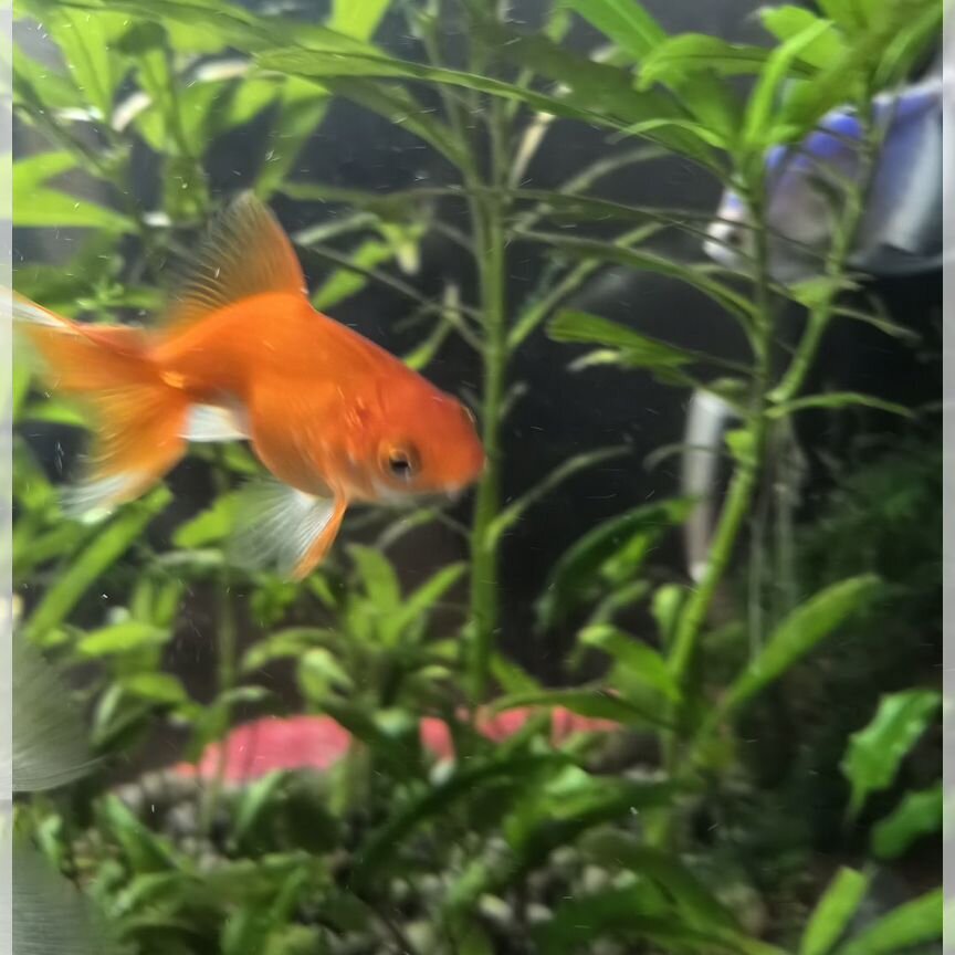 Золотая рыбка