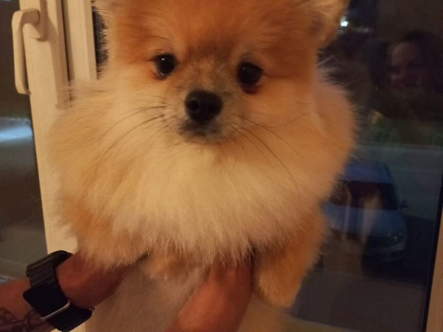 Миниатюрный шпиц вязка