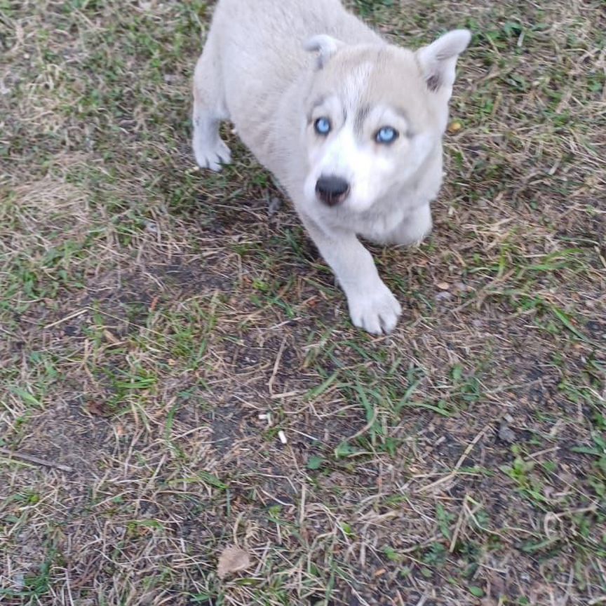 Отдам в добрые руки