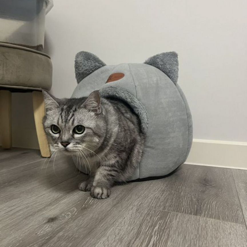 Красивая кошка потерялась или выкинули
