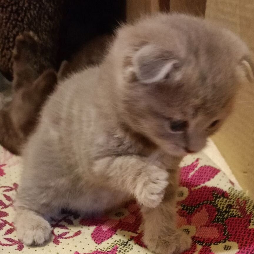 Шотландская