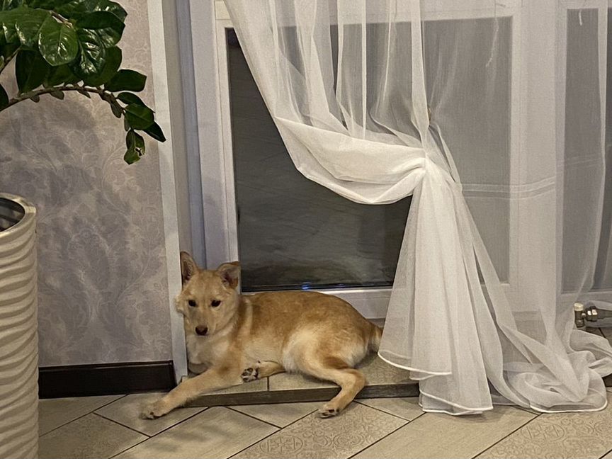 Девочка Златочка)