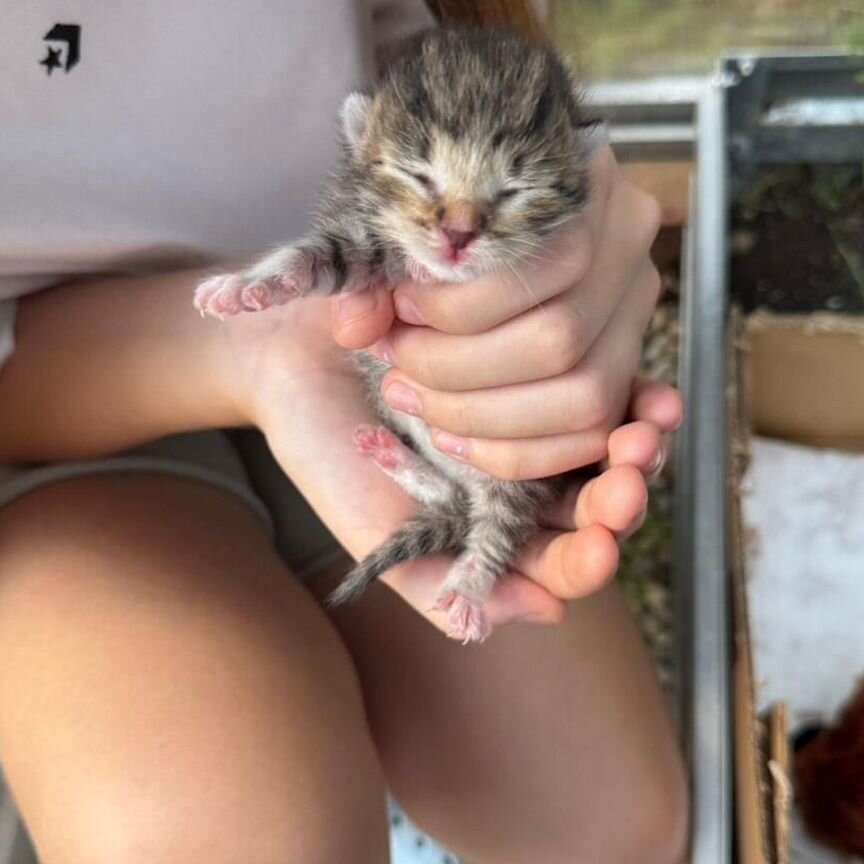 Котенок в хорошие руки