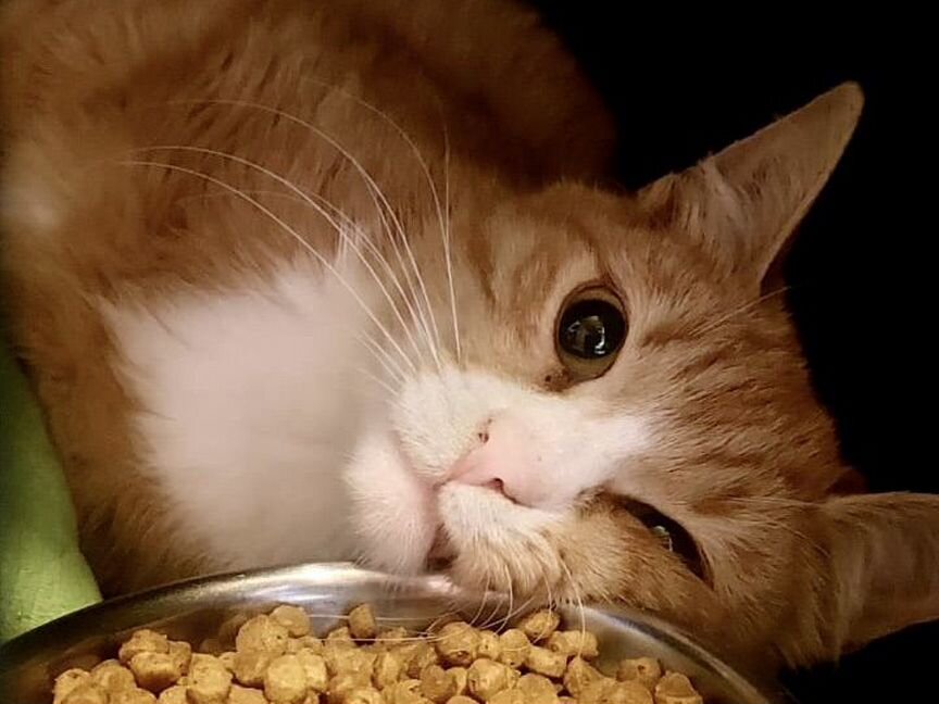 Рыжий грустный котенок ищет дом