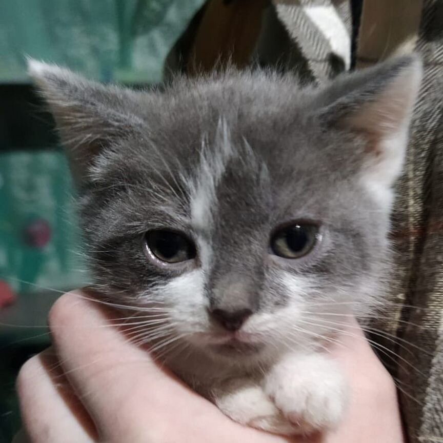 Котята из приюта, мальчик и девочка, 2 месяца