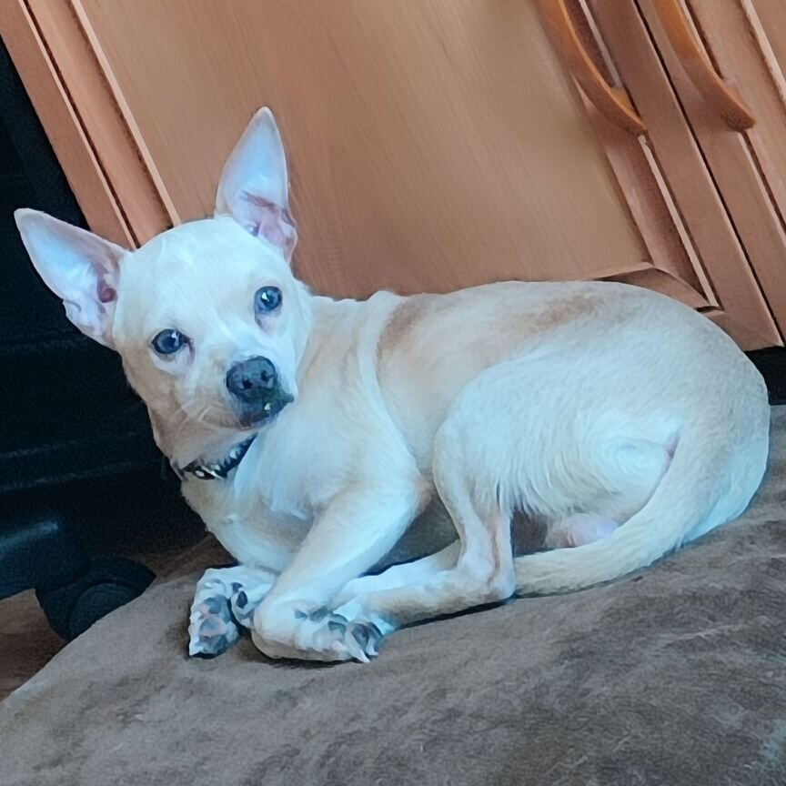 Русский той-терьер, щенок