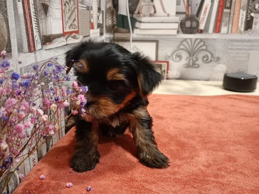 Йоркширский терьер щенки