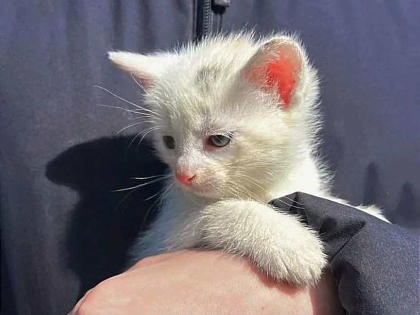 Белый котенок