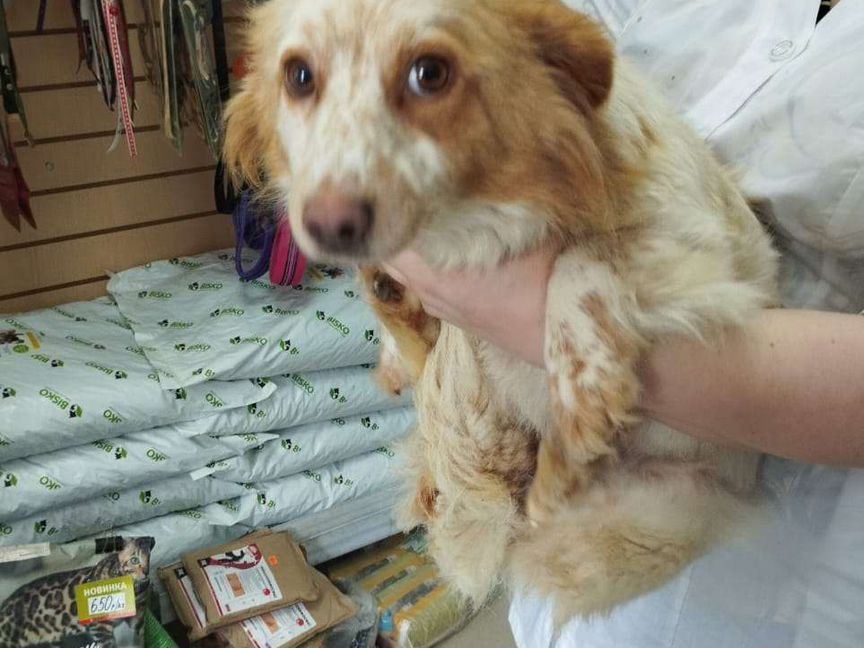 Маленькая Собака