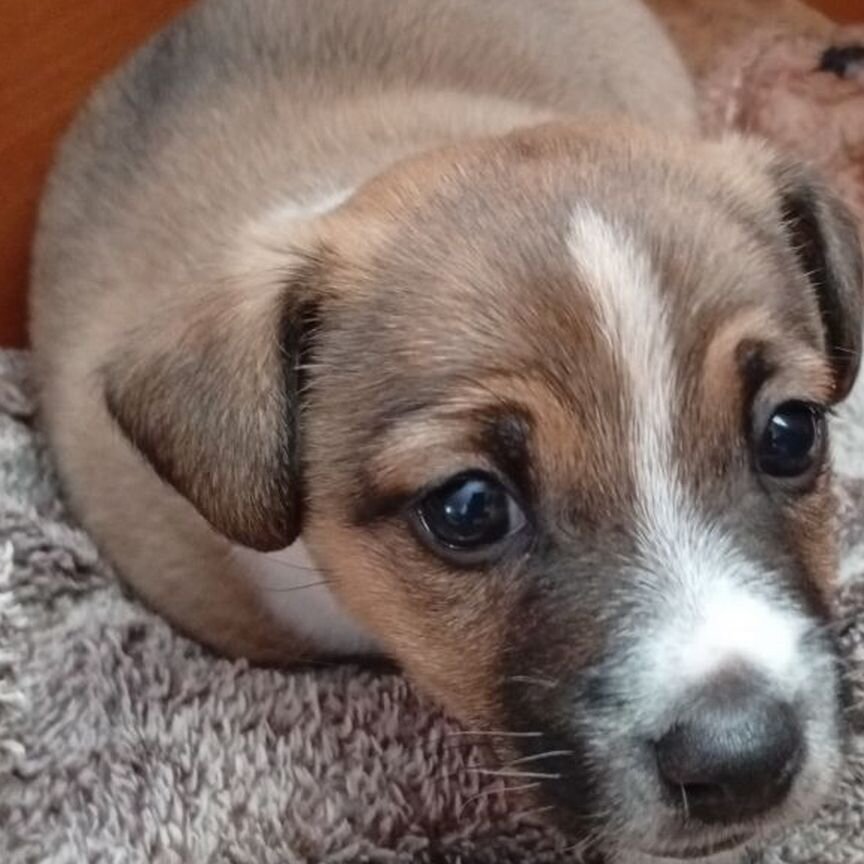 Джек-рассел-терьер, щенок