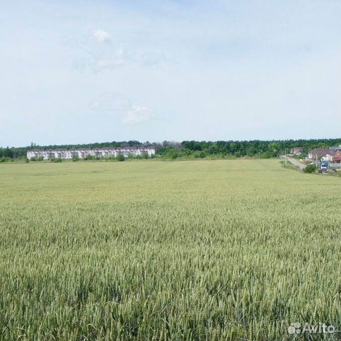 Калифорнийские кролики на племя