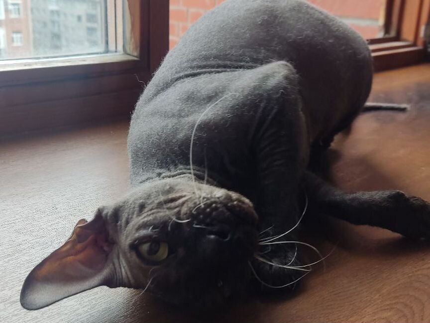 Донской сфинкс кошка бесплатно