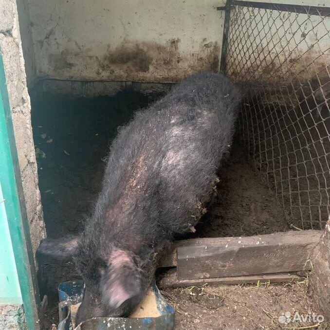 Венгерская мангалица на племя кабан