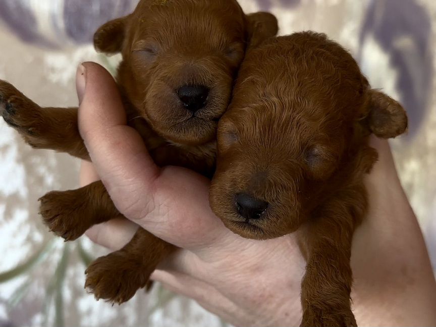 Открыта бронь на щенков той-пуделя и миниатюра